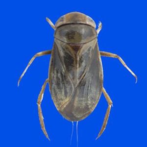 The Biodiversity of Singapore- Micronecta polhemusi