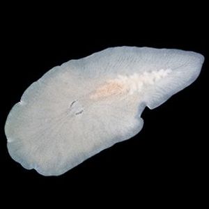 The Biodiversity of Singapore- Acotylea sp. 1