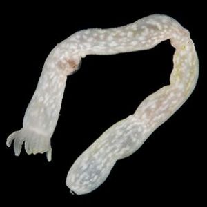 The Biodiversity of Singapore- Synaptidae sp. INT-0039