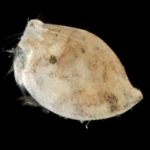 The Biodiversity of Singapore- Ostracod sp. 10
