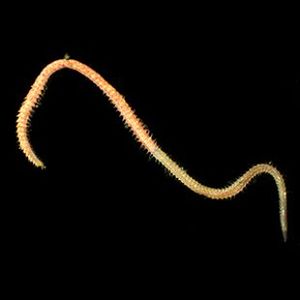 The Biodiversity of Singapore- Goniadidae sp. 5113DR1-160