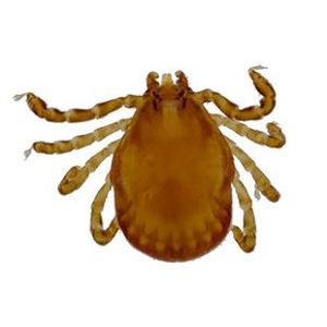 The Biodiversity of Singapore- Haemaphysalis wellingtoni