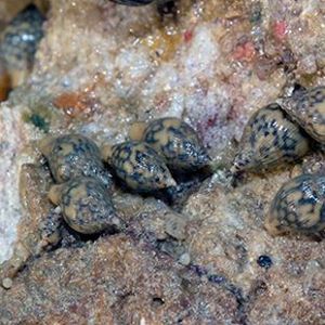 The Biodiversity of Singapore- Pardalinops testudinaria