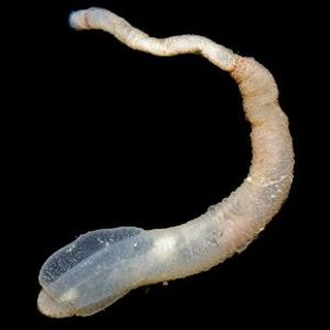 The Biodiversity of Singapore- Peanut worm sp. 6