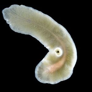 The Biodiversity of Singapore- Acotylea sp. 14