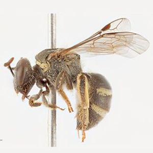 The Biodiversity of Singapore- Patellapis (Pachyhalictus) murbanus