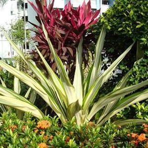 The Biodiversity of Singapore- Furcraea foetida