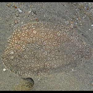 The Biodiversity of Singapore- Soleidae sp.