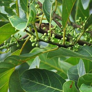 The Biodiversity of Singapore- Litsea elliptica