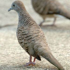 The Biodiversity of Singapore- Geopelia striata