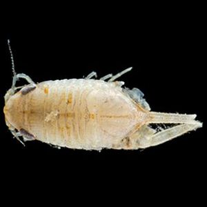 The Biodiversity of Singapore- Sphaeromatidae sp. 29