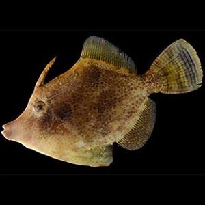 The Biodiversity of Singapore- Monacanthidae sp. SS-2257