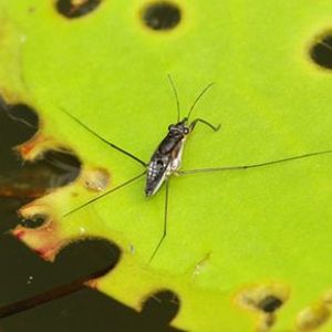 The Biodiversity of Singapore- Neogerris assimilis