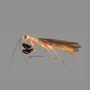 The Biodiversity of Singapore- Mantodea sp. ZRCBDP_0072049