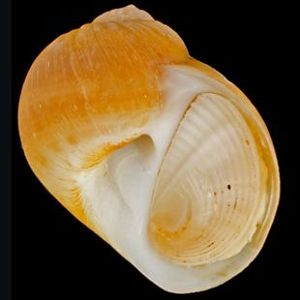 The Biodiversity of Singapore- Naticarius zonalis