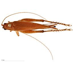 The Biodiversity of Singapore- Aphonoides sp. "5"