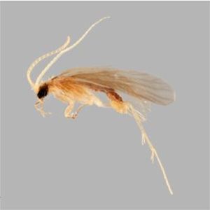 The Biodiversity of Singapore- Polycentropodidae sp. ZRCBDP0026294 ...