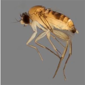 The Biodiversity of Singapore- Phoridae sp. ZRC_BDP0089906