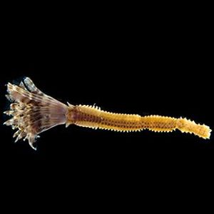 The Biodiversity of Singapore- Sabellidae sp. SS-0721