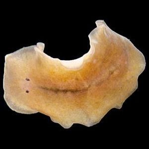 The Biodiversity of Singapore- Acotylea sp. 17