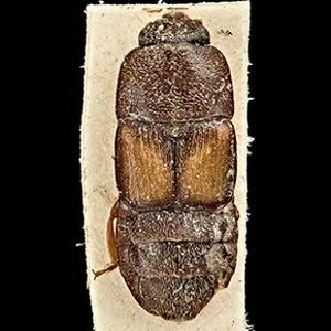 The Biodiversity of Singapore- Brachypeplus lowei