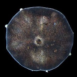 The Biodiversity of Singapore- Myzostomida sp. 5414DR2-060