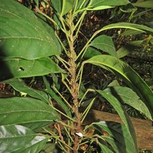 The Biodiversity of Singapore- Trigonostemon malaccanus