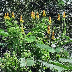 The Biodiversity of Singapore- Senna alata