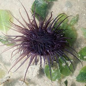 The Biodiversity of Singapore- Ceriantharia sp.