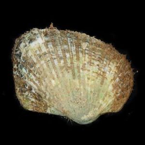 The Biodiversity of Singapore- Anadara gubernaculum