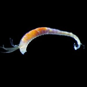 The Biodiversity of Singapore- Ampharetidae sp.4