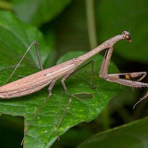 The Biodiversity of Singapore- Statilia maculata
