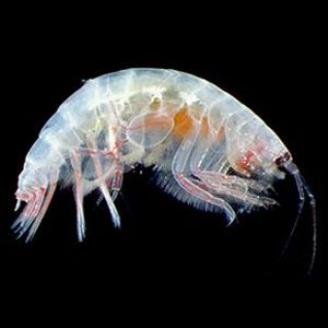 The Biodiversity of Singapore- Amphipoda sp. 10