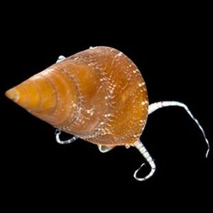 The Biodiversity of Singapore- Trochidae sp. 5