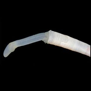 The Biodiversity of Singapore- Scaphopod sp. 7