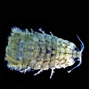 The Biodiversity of Singapore- Alitropus typus