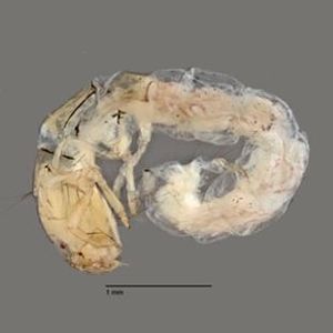 The Biodiversity of Singapore- Ecnomidae sp. ZRCBDP0013401/ ZRCBDP0007210