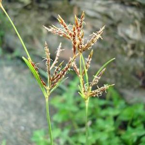 The Biodiversity of Singapore- Cyperus rotundus