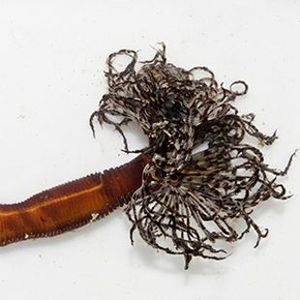 The Biodiversity of Singapore- Sabellidae sp. JS-0518