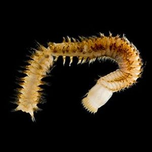 The Biodiversity of Singapore- Nephtyidae sp. SEA-1134