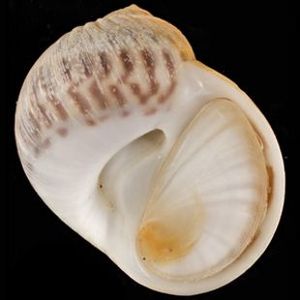 The Biodiversity of Singapore- Notocochlis gualteriana