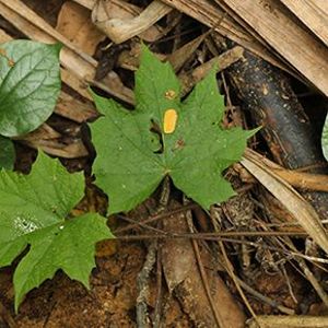 The Biodiversity of Singapore- Merremia vitifolia