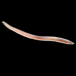 The Biodiversity of Singapore- Armandia/Ophelina sp. SEA-1124