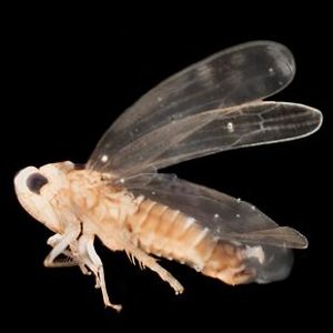 The Biodiversity of Singapore- Hemiptera sp. ZRC_BDP0111738