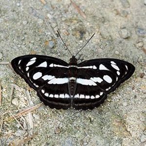 The Biodiversity of Singapore- Athyma reta moorei