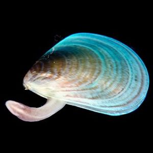 The Biodiversity of Singapore- Perna viridis