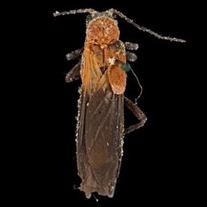 The Biodiversity of Singapore- Ichthyurus sp. AYC 210