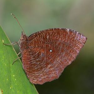 The Biodiversity of Singapore- Elymnias hypermnestra agina