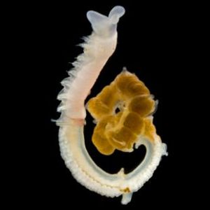 The Biodiversity of Singapore- Chaetopteridae sp. 1