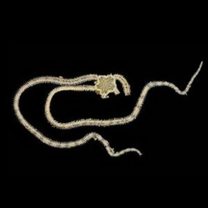 The Biodiversity of Singapore- Amphiura instans